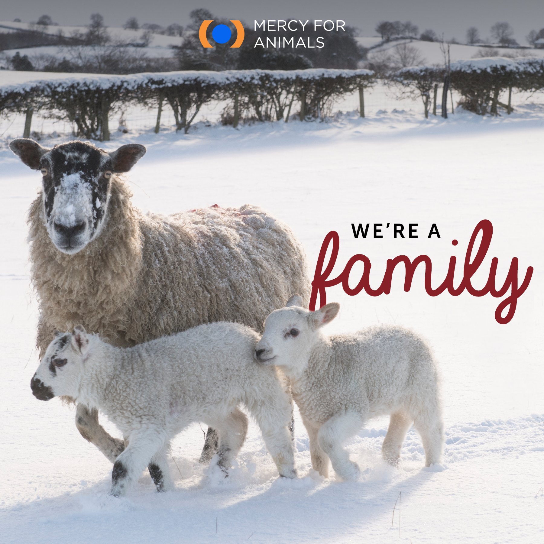 Championing Compassion: The Mercy For Animals Movement